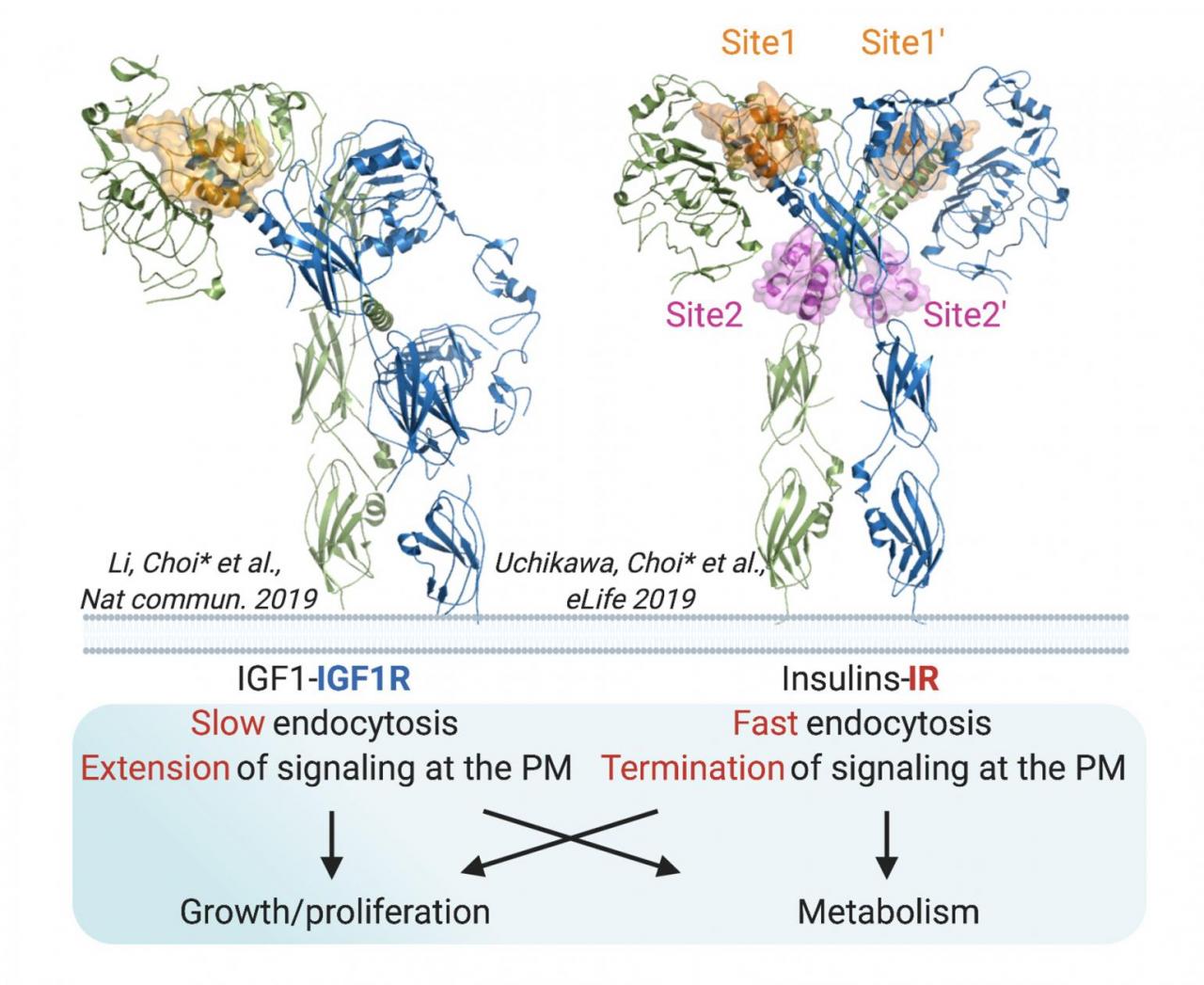 Research | Choi Lab | Pathology