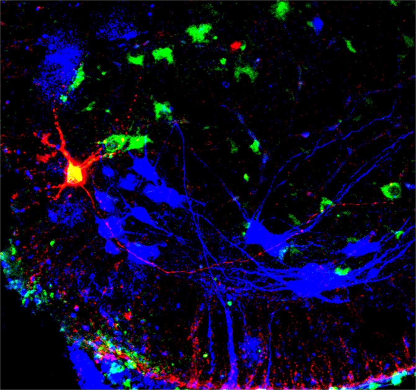 Spinal Cord Neurons Responsible for Locomotor Behavior Identified ...