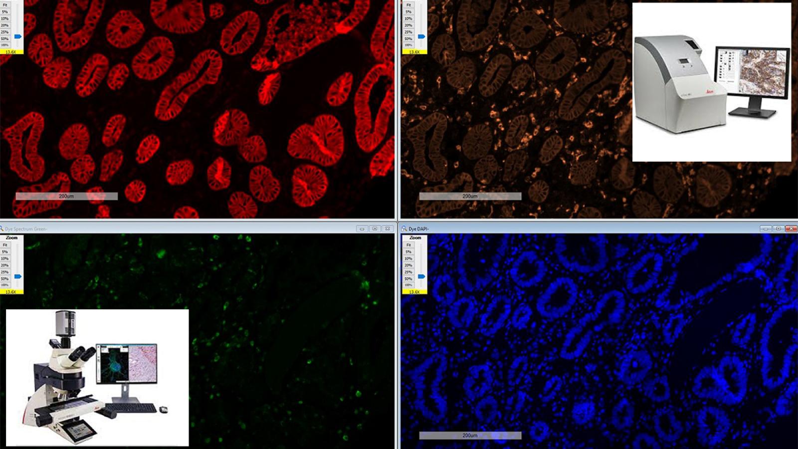 Digital and Computational Pathology Laboratory | Pathology