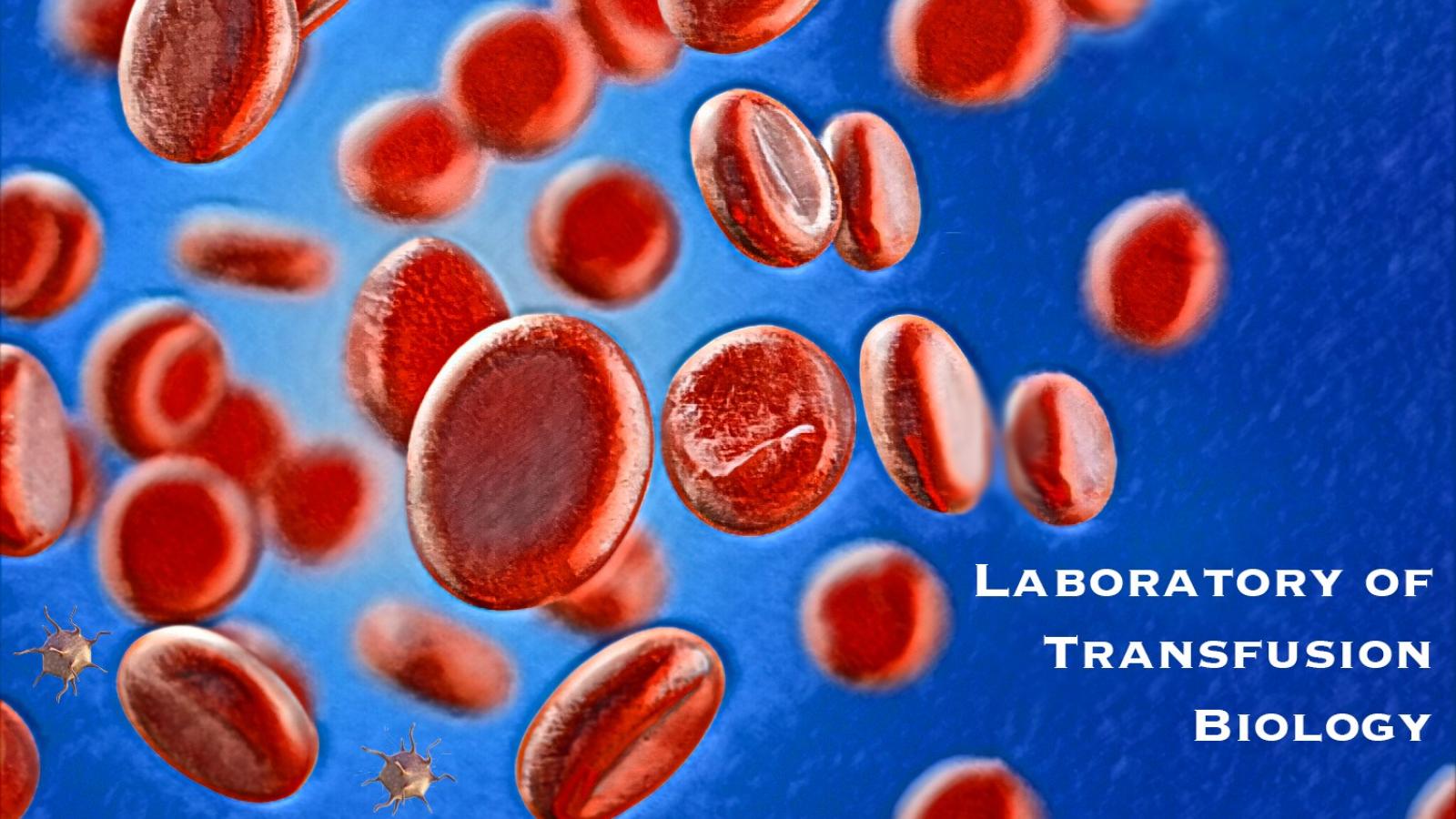 Laboratory of Transfusion Biology | Pathology