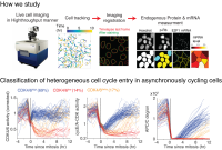 Yang Lab | Pathology