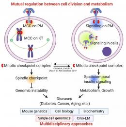Research | Choi Lab | Pathology